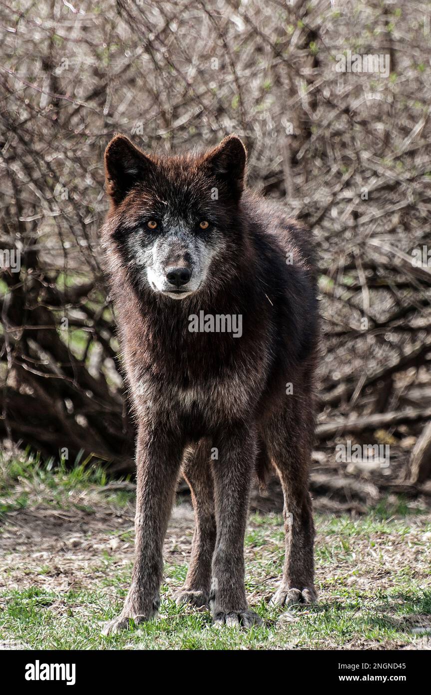Grey wolf chocolate color phase full body view looking at camera ...