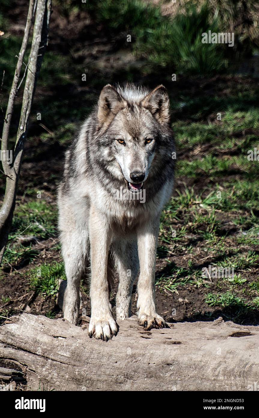 Grey wolf grey color phase standing on fallen log, vertical Stock Photo ...