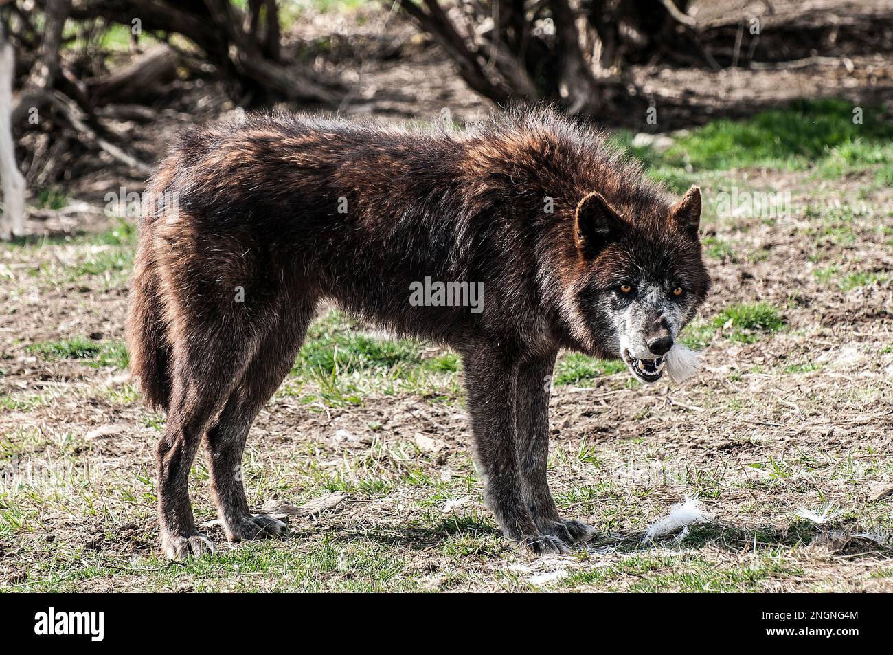 Dark Brown Timber Wolf
