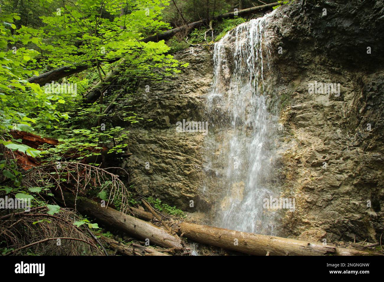 Stream peacefully and slowly flowing through the forest areas of the ...