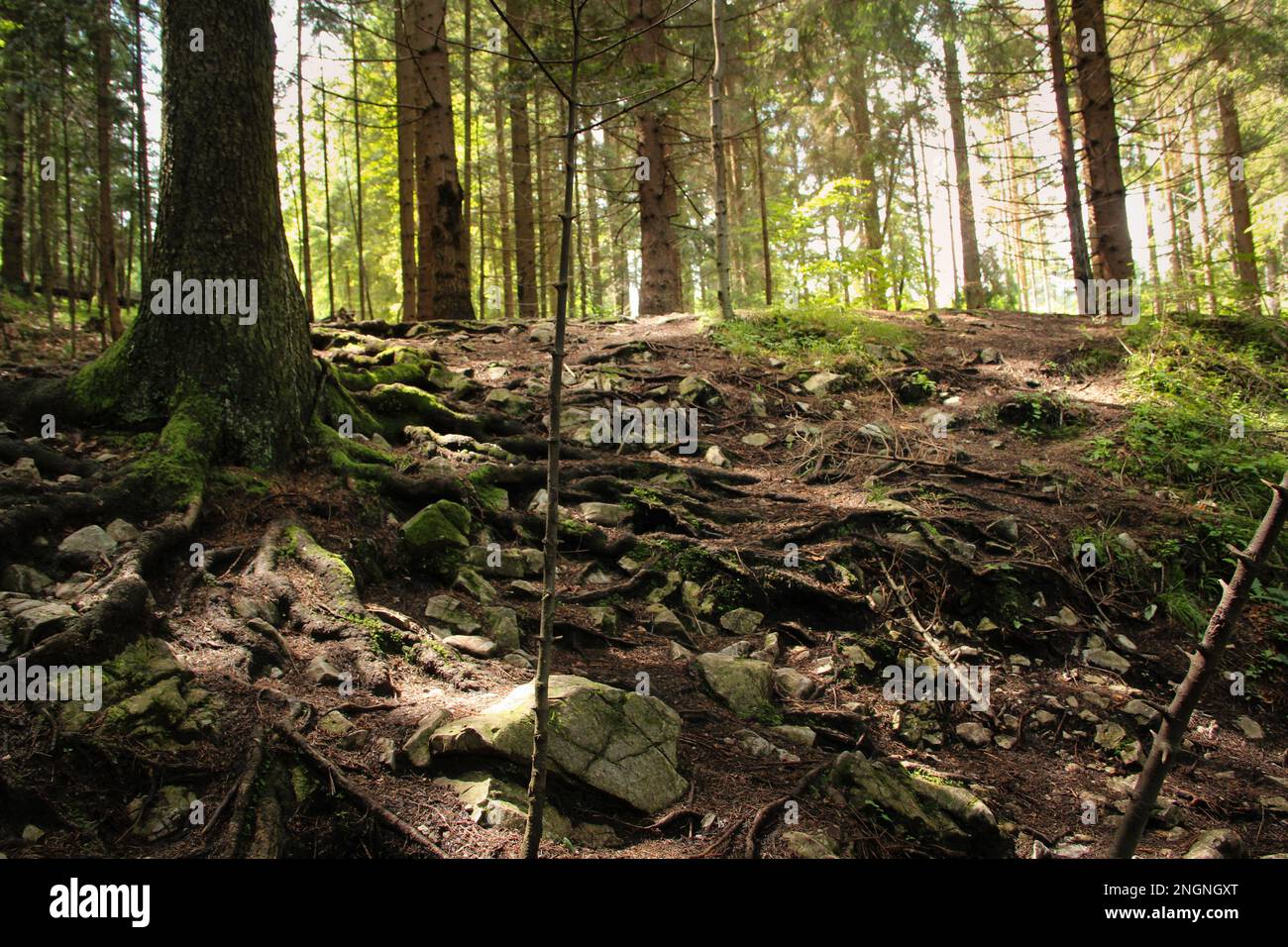 More forest hi-res stock photography and images - Alamy