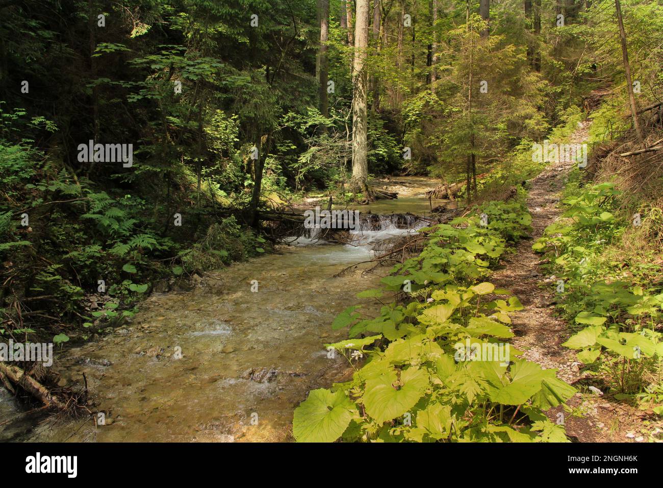 Stream peacefully and slowly flowing through the forest areas of the ...