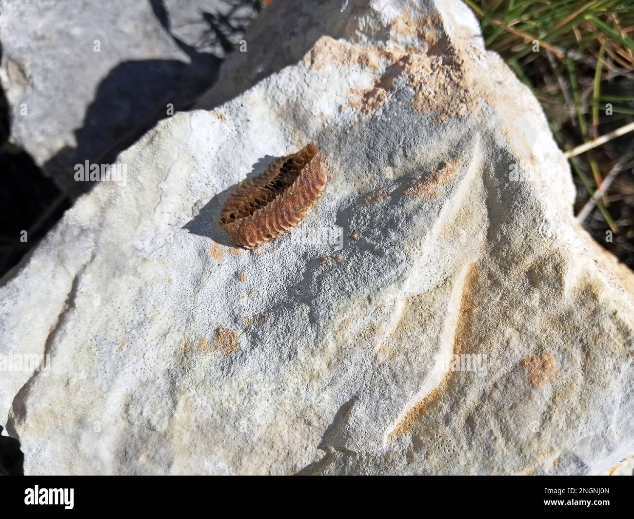 Praying mantis egg sack hi-res stock photography and images - Alamy