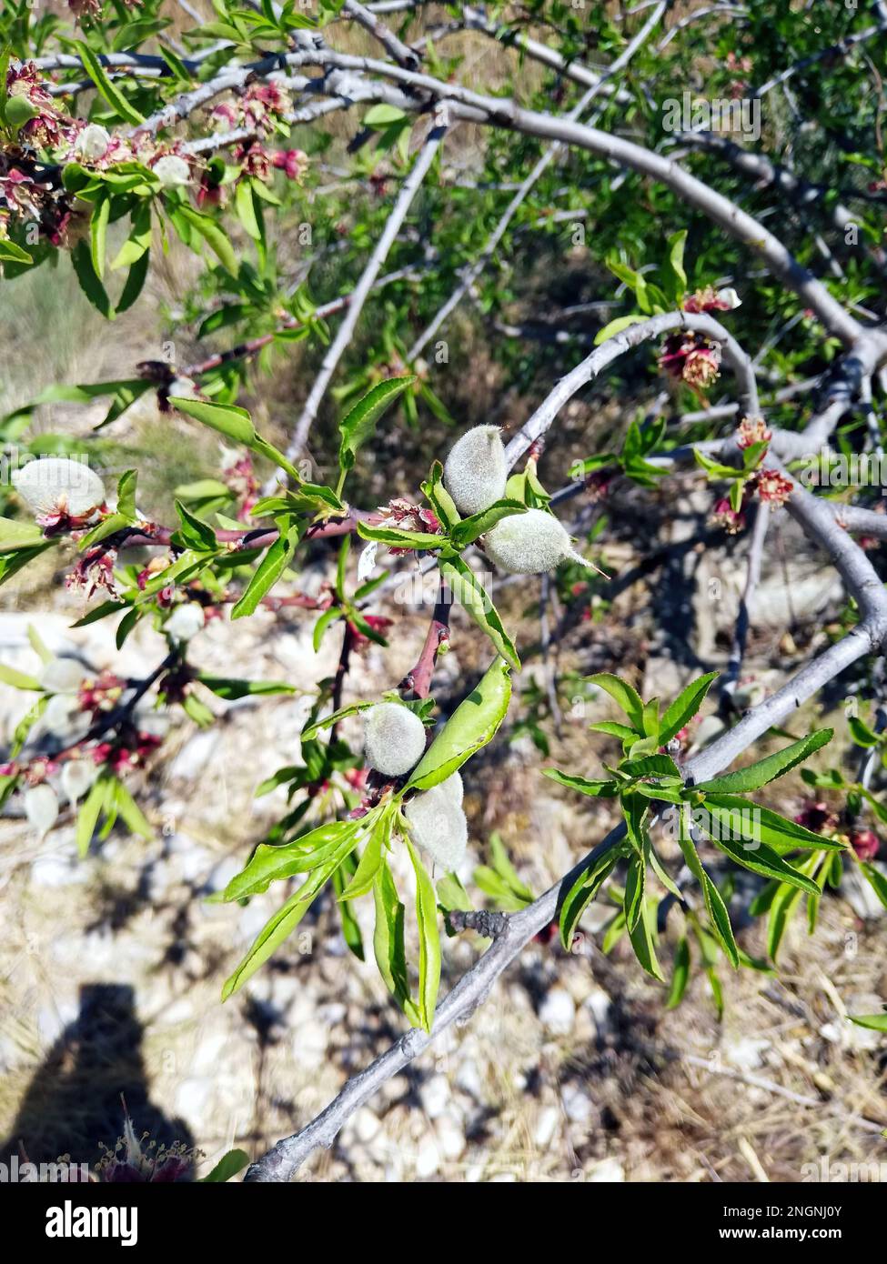 Almonds growing on a branch in an almond orchard in Valencia, Spain ...