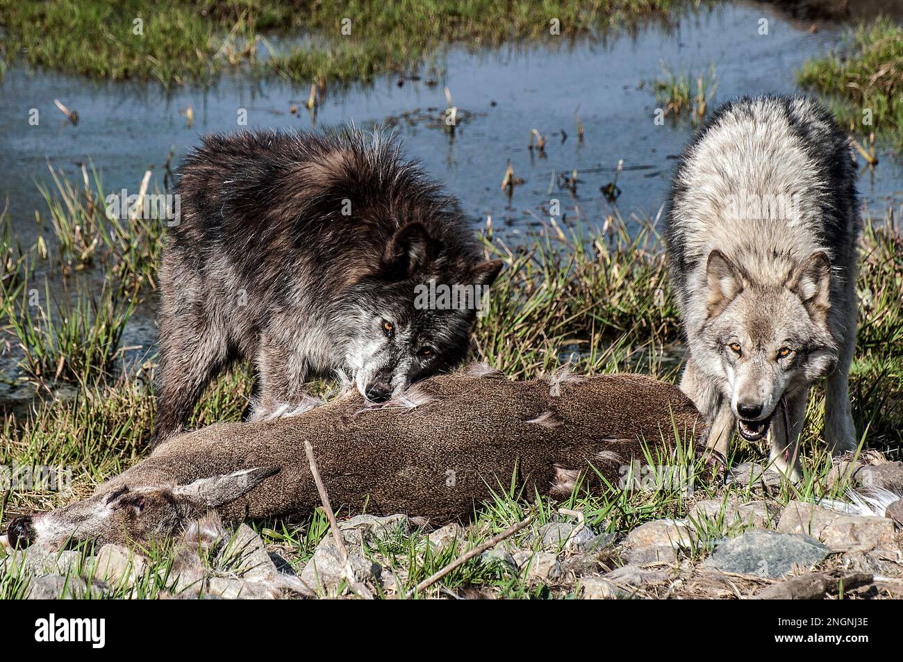 North american timber wolves hi-res stock photography and images - Alamy