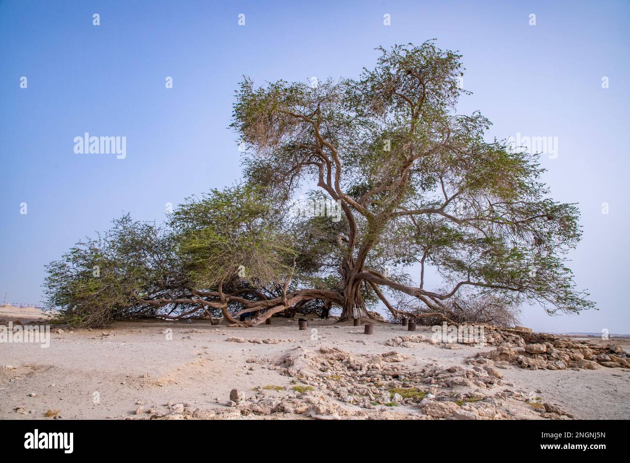 Legendary tree of life in Bahrain desert, Kingdom of Bahrain Stock ...