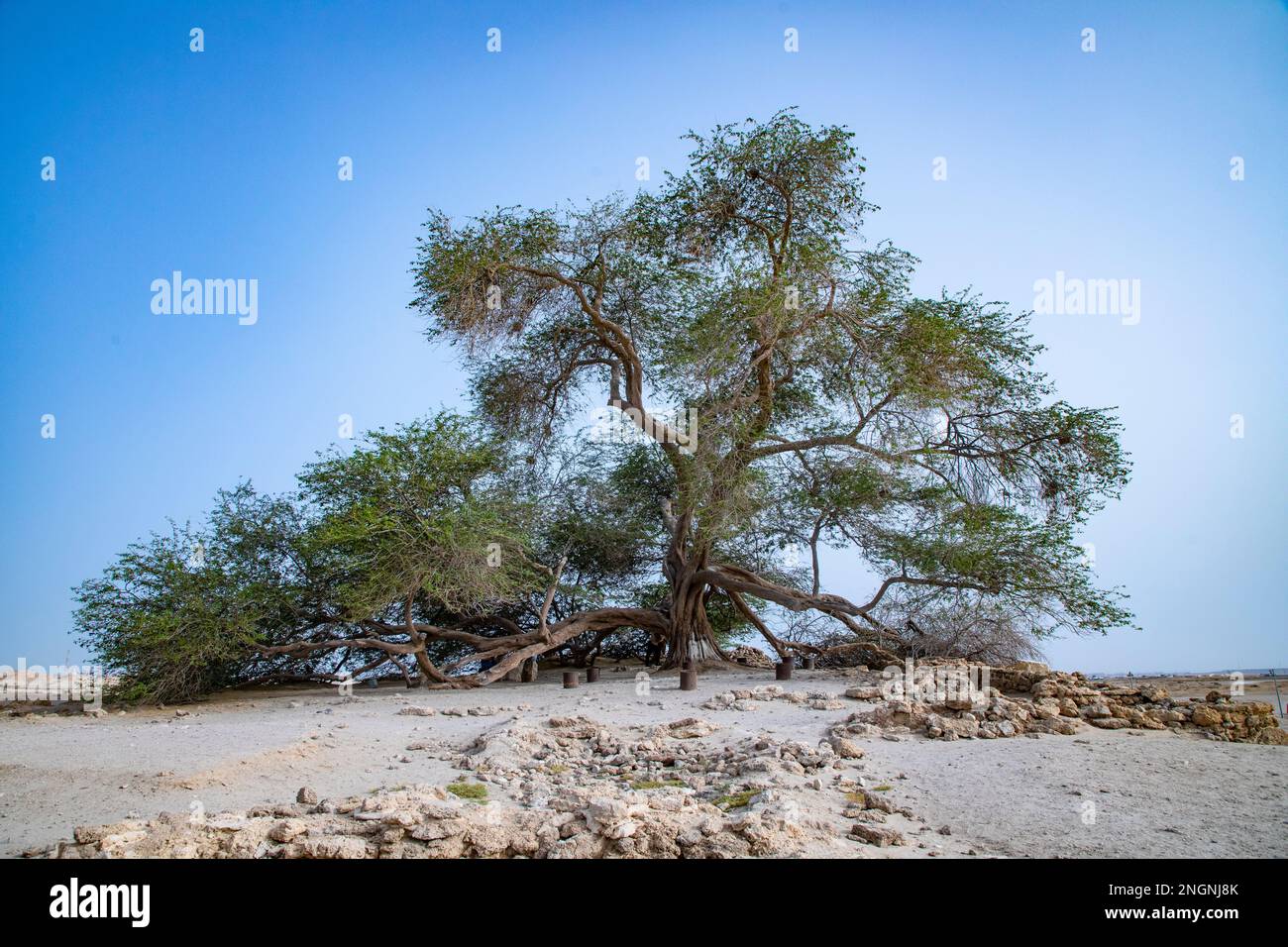 Legendary tree of life in Bahrain desert, Kingdom of Bahrain Stock ...