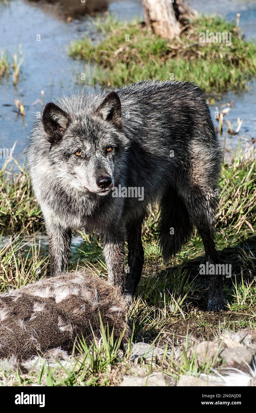 Grey wolf charcoal color phase standing over deer carcass, vertical ...