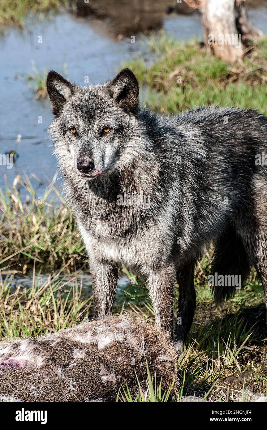 Grey wolf charcoal color phase standing over deer carcass looking at ...