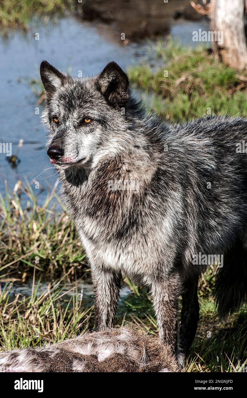 Wolf standing over prey hi-res stock photography and images - Alamy