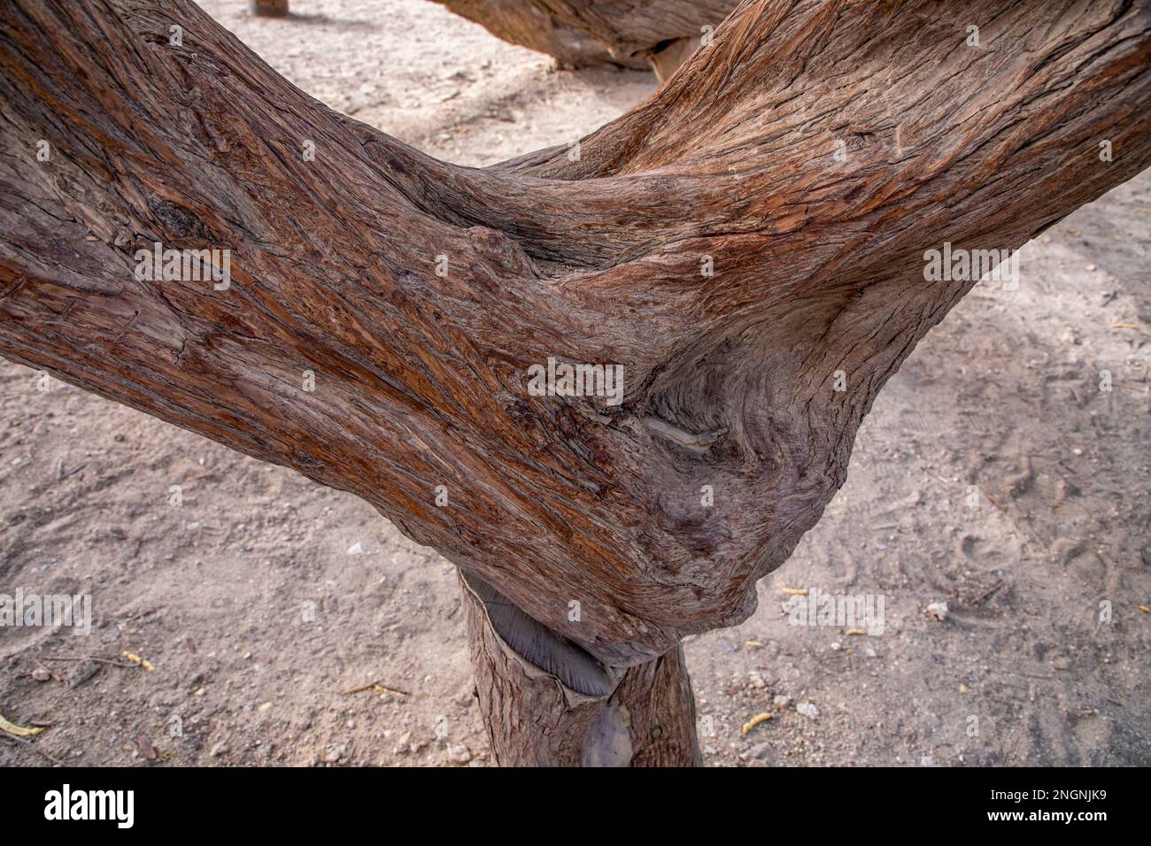 Legendary tree of life in Bahrain desert, Kingdom of Bahrain Stock ...