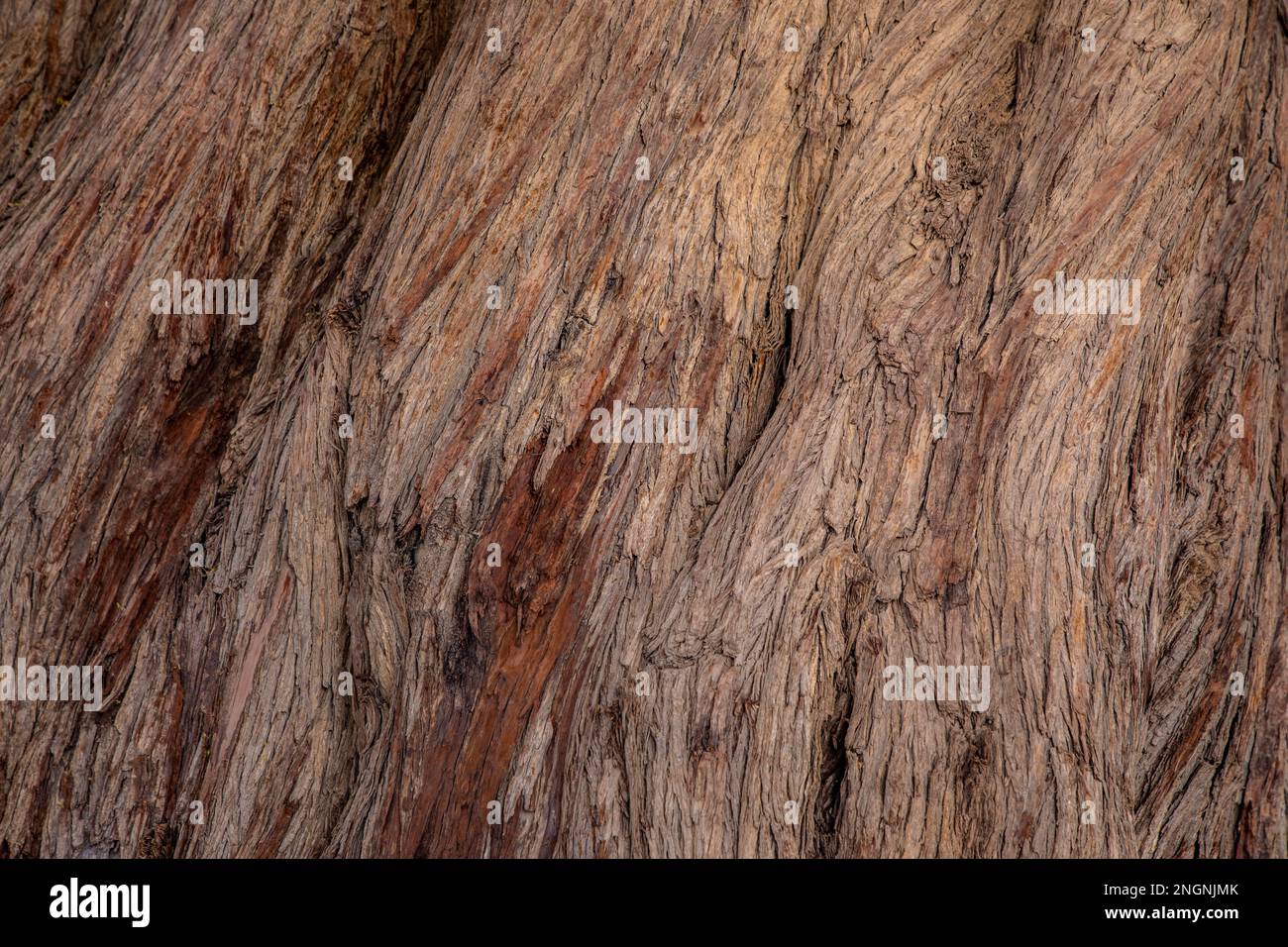 Mesquite tree in bahrain hi-res stock photography and images - Alamy