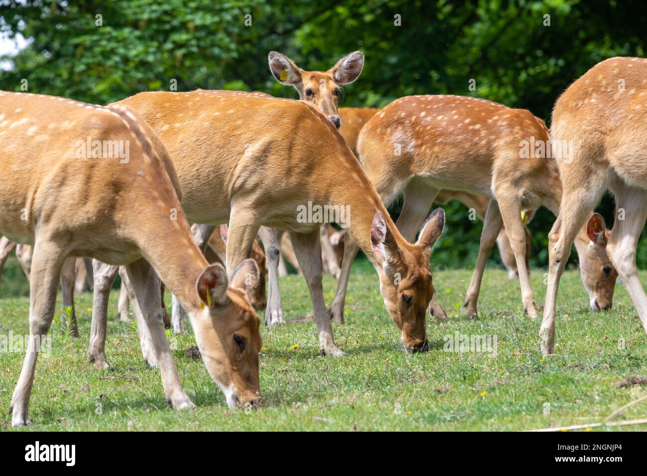 Barasingha grassland hi-res stock photography and images - Alamy