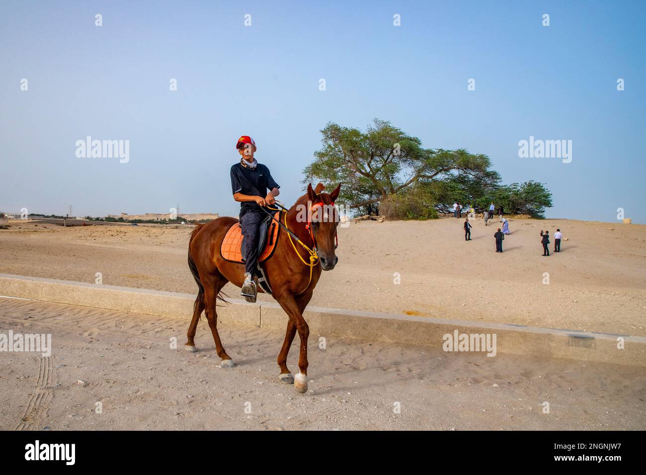 Local boy riding in the desert near tree of life, Kingdom of Bahrain ...