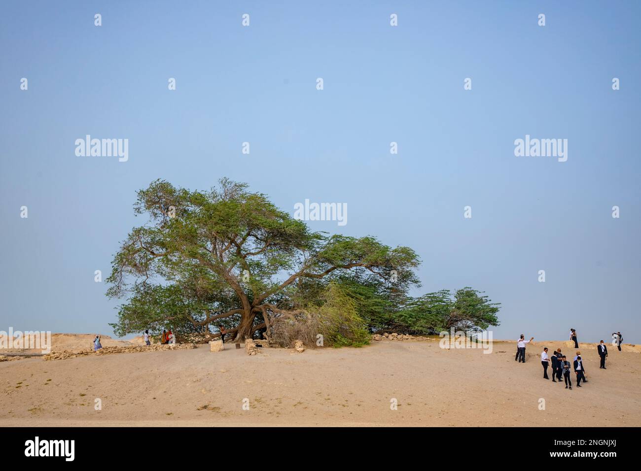 Legendary tree of life in Bahrain desert, Kingdom of Bahrain Stock ...