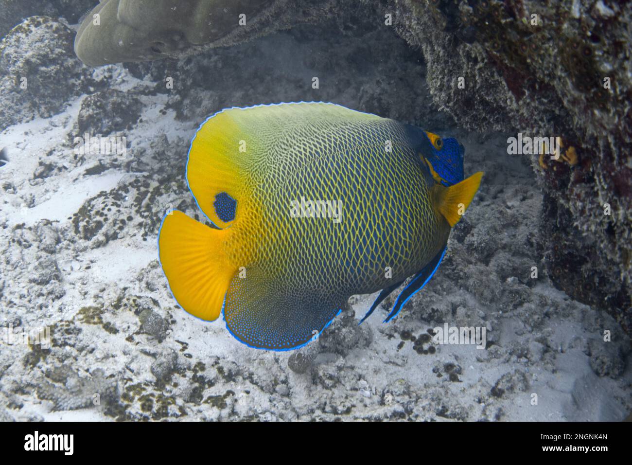 Blueface angelfish underwater. Pomacanthus xanthometopon Stock Photo ...