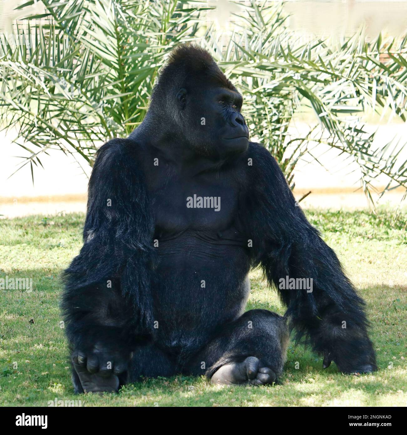 Silver backed male gorilla hi-res stock photography and images - Alamy