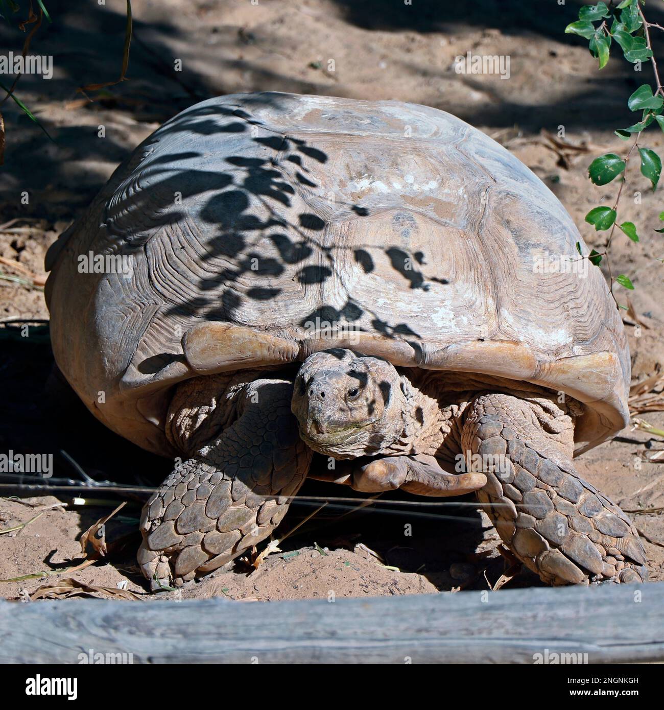 Galápagos giant tortoise is a species of very large tortoise in the ...