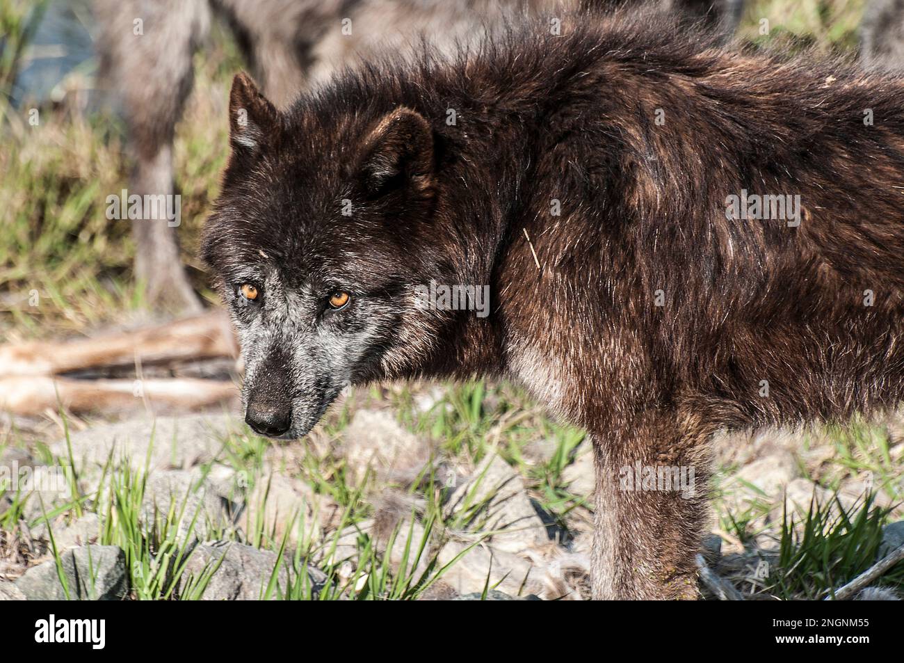 grey wolf male chocolate color phase 3/4 shot facing left Stock Photo ...