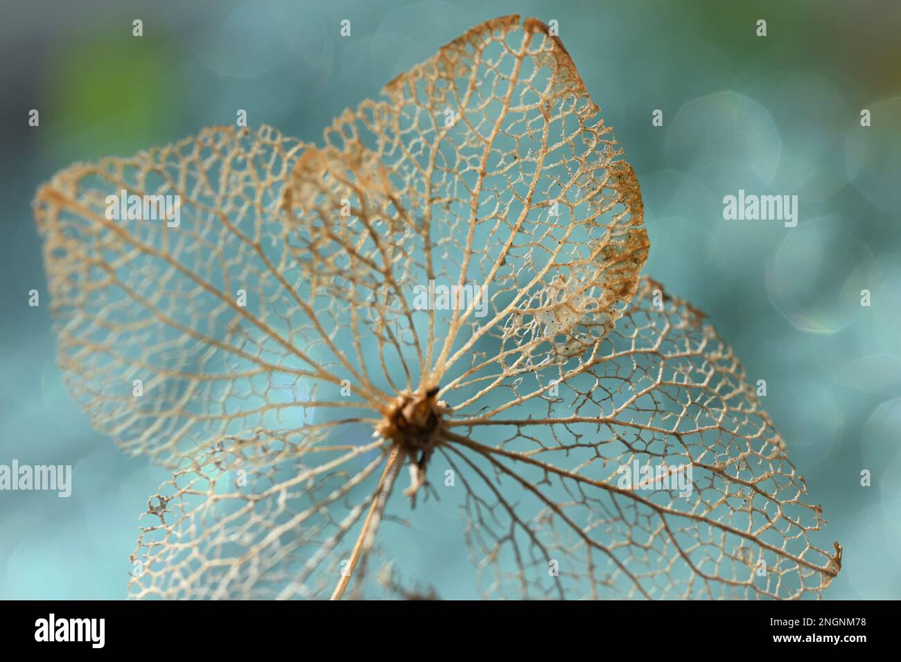 ''Hydrangea in winter'' Stock Photo - Alamy