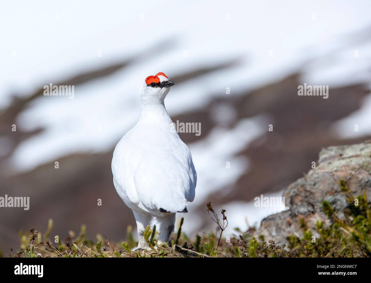 The close view of a white color dove family bird on Mount Roberts ...