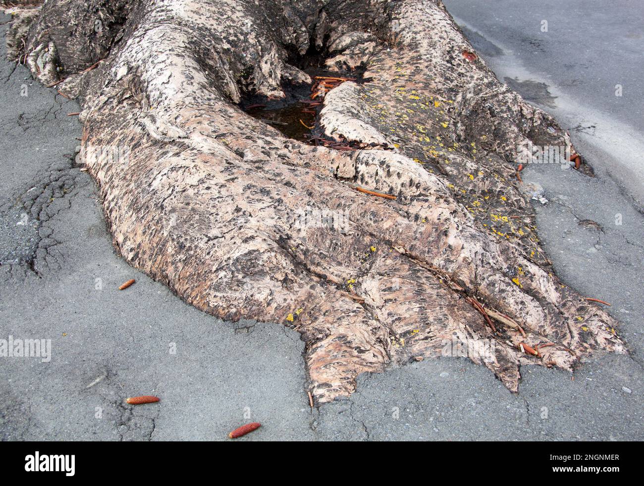 The abstract view of tree roots breaking sidewalk asphalt in Napier ...