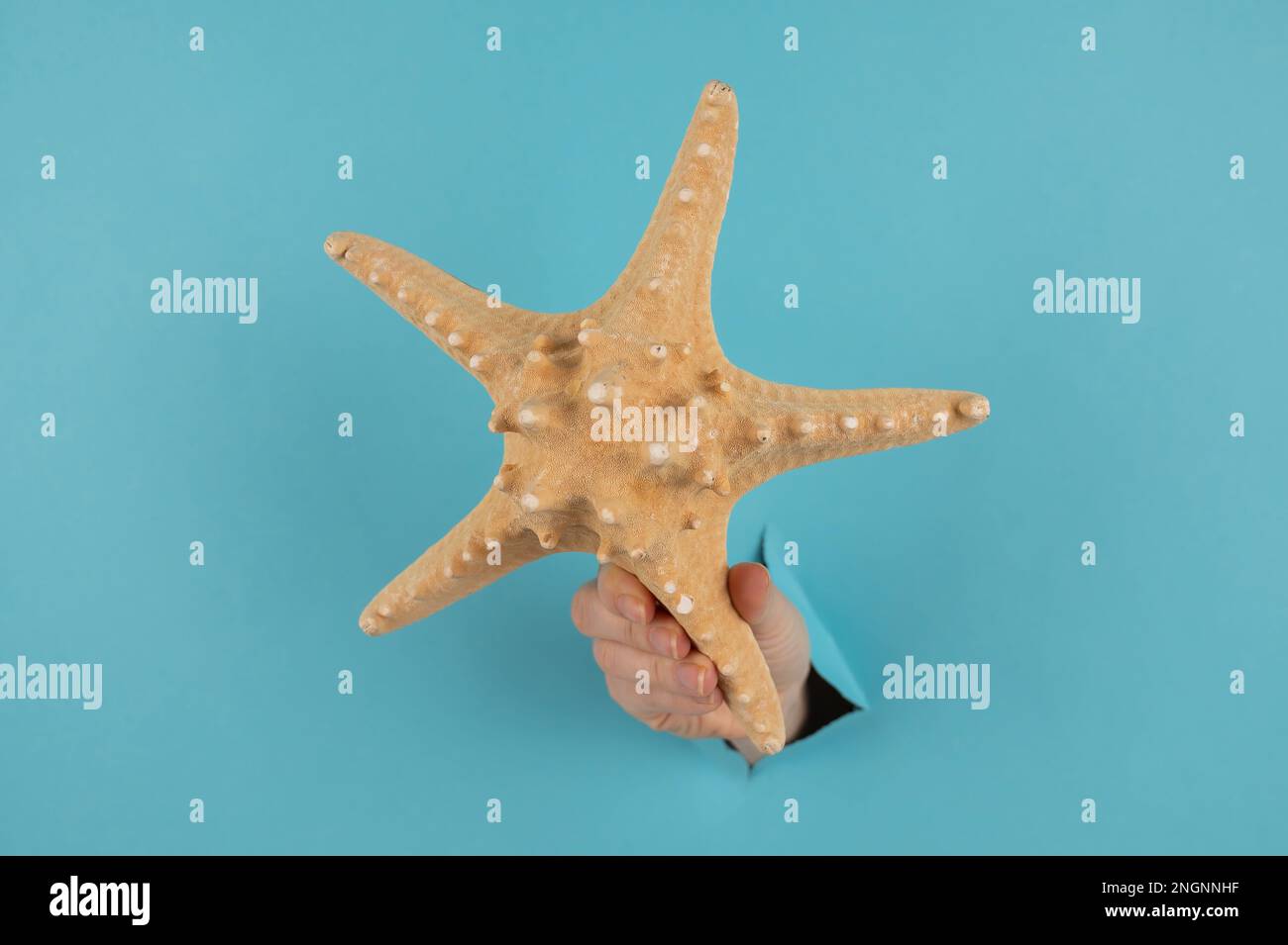 A hand with a starfish sticking out of a hole in a blue cardboard ...