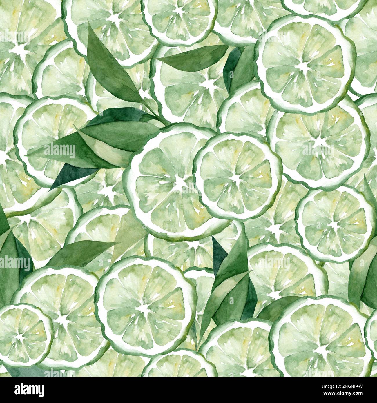 Watercolor seamless pattern of bergamot slices. Citrus fruit. Pattern for fabric and paper Stock ...