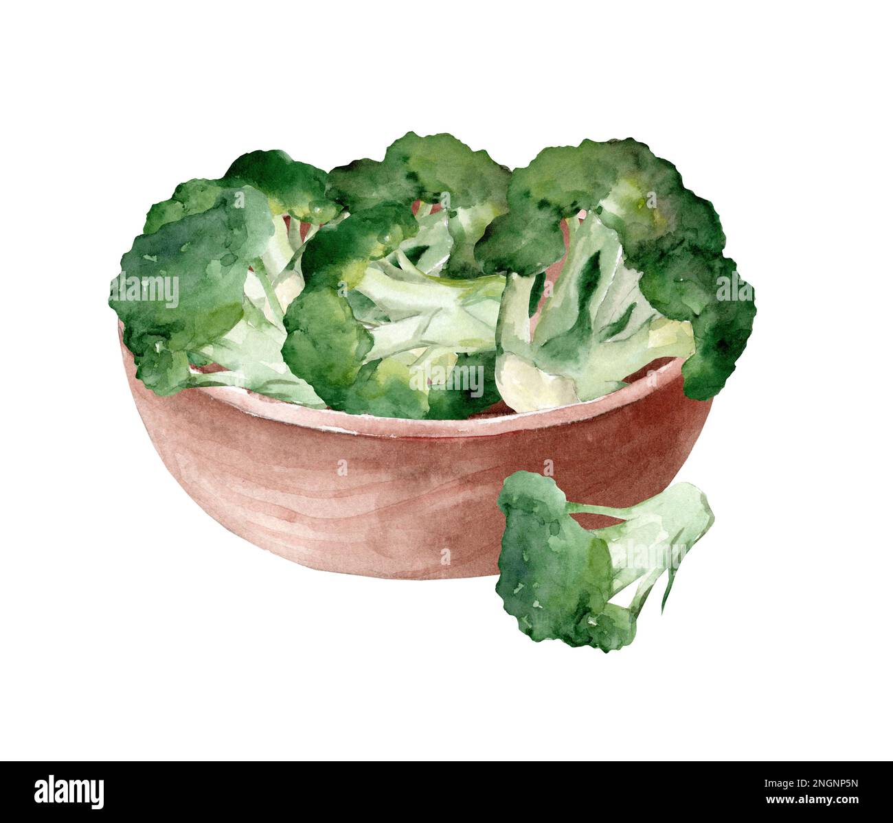 Fresh broccoli in a wooden bowl. Hand drawn watercolor painting ...