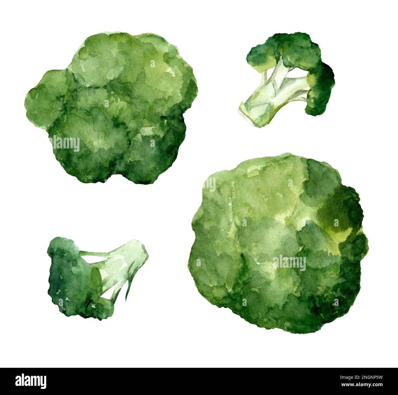 Fresh broccoli. Hand drawn watercolor illustration, isolated on white ...