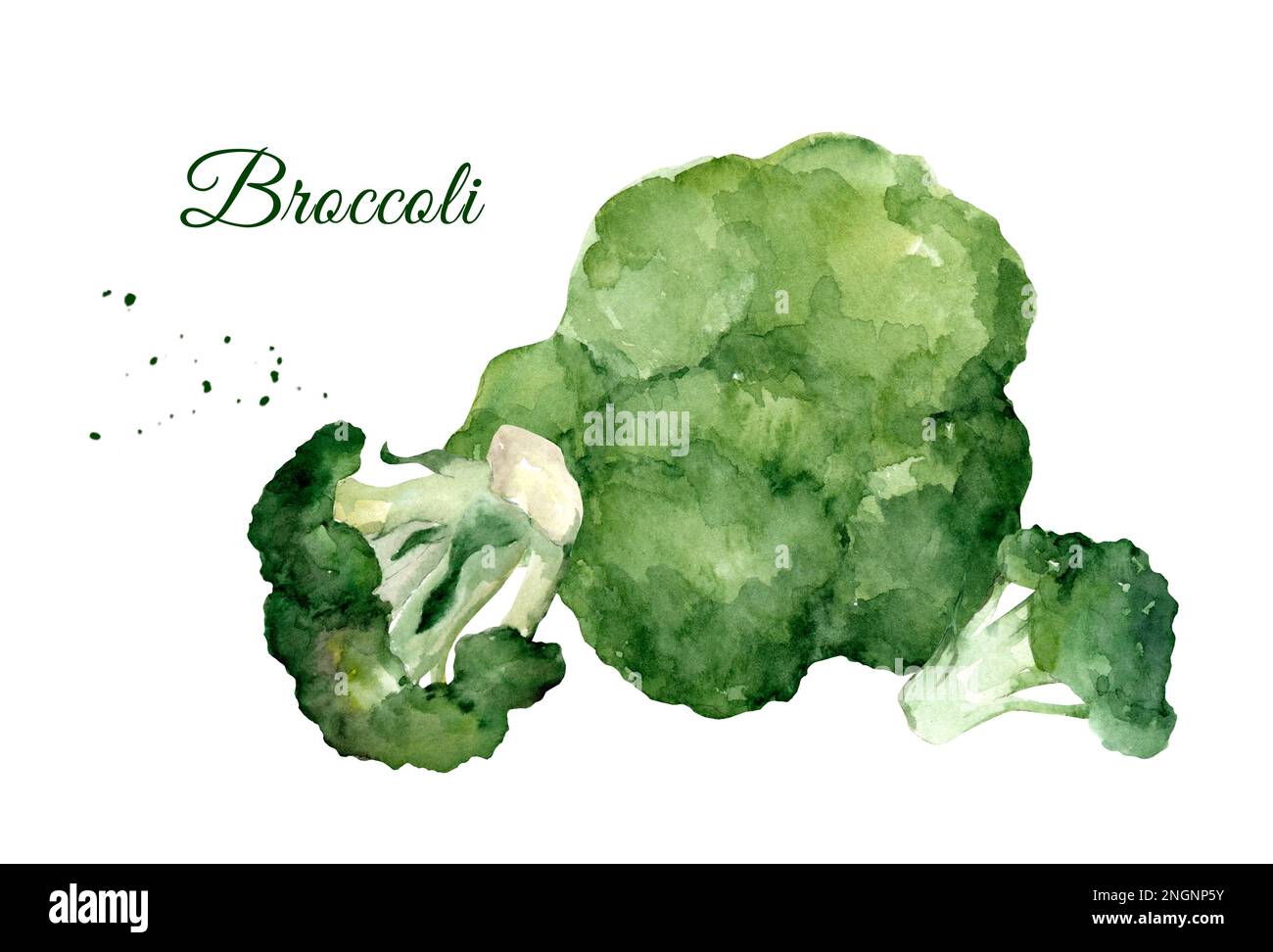 Fresh broccoli in a wooden bowl. Hand drawn watercolor painting ...