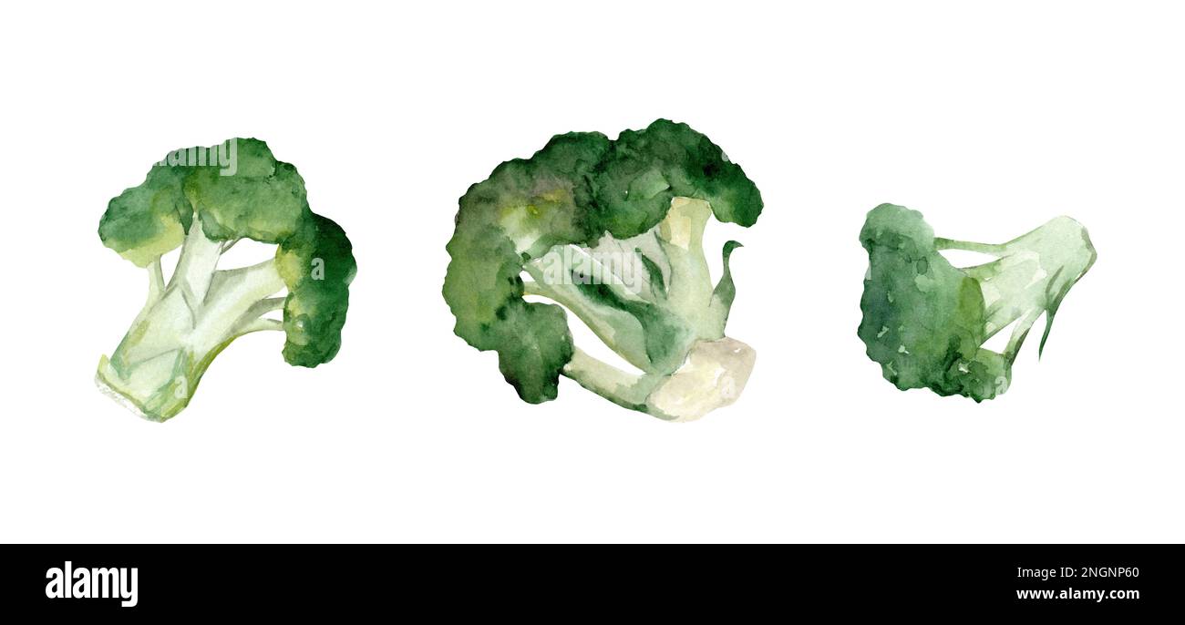 Fresh broccoli. Hand drawn watercolor illustration, isolated on white ...