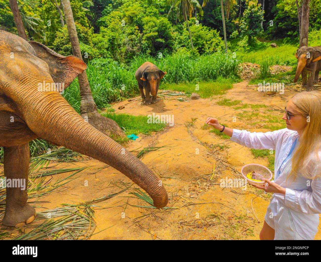 Beautiful woman feeding adult elephant with banana in tropical green ...