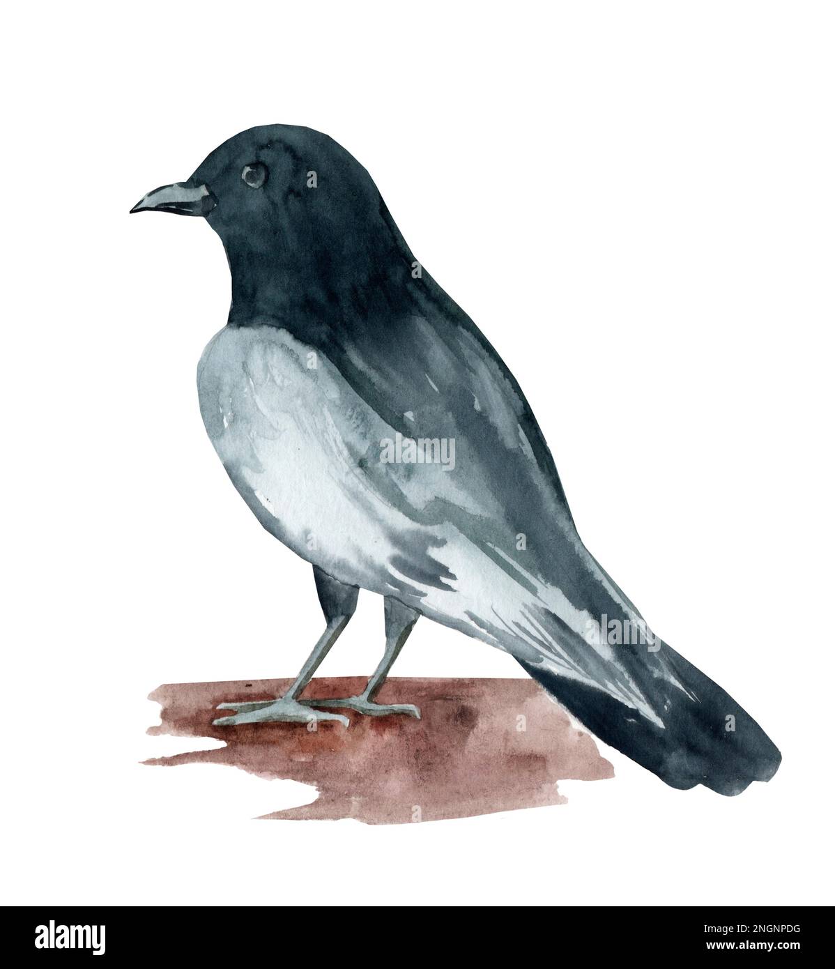 Raven illustration hi-res stock photography and images - Alamy