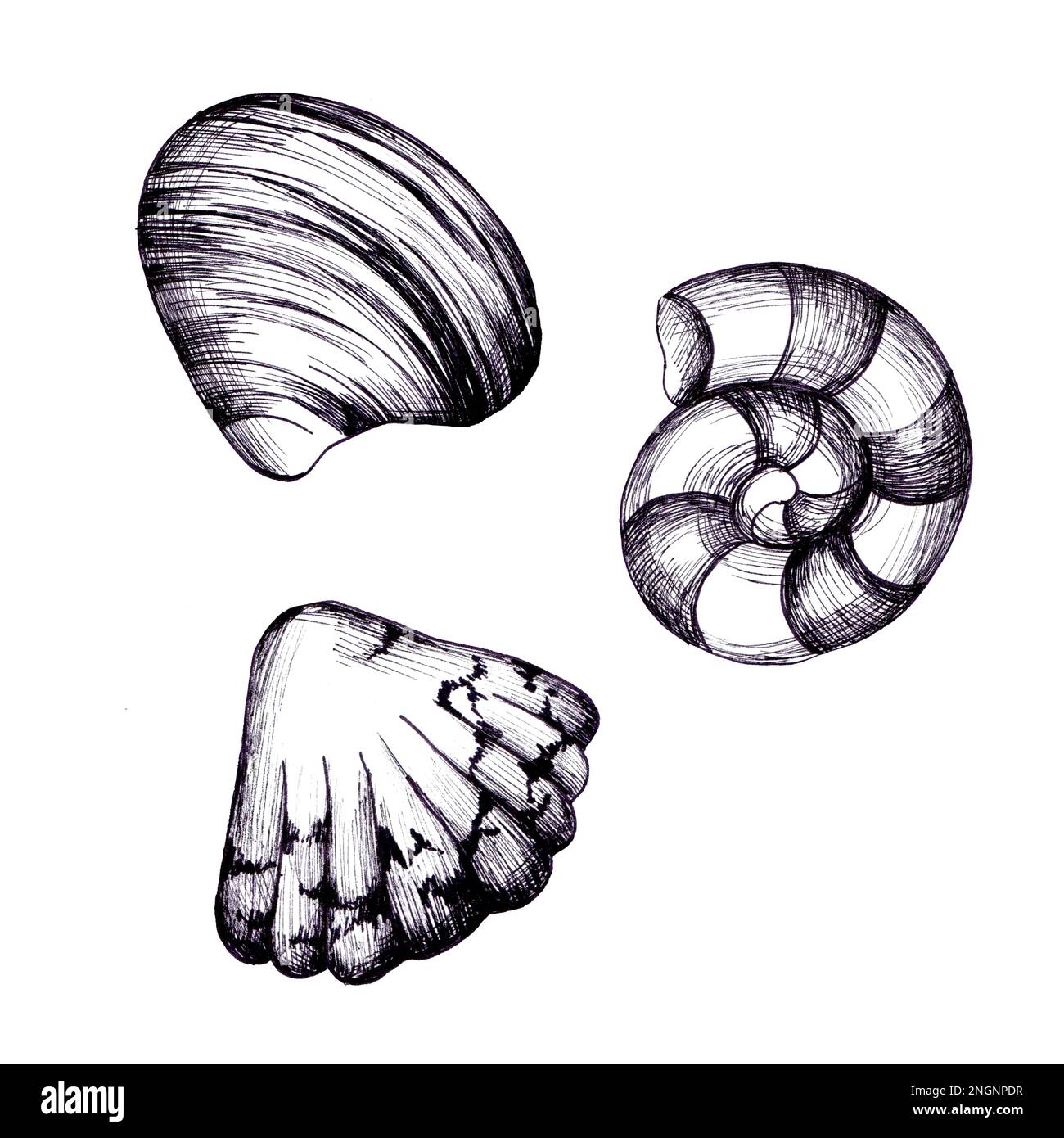 Illustration in graphics "Seashells and corals" on a white background ...