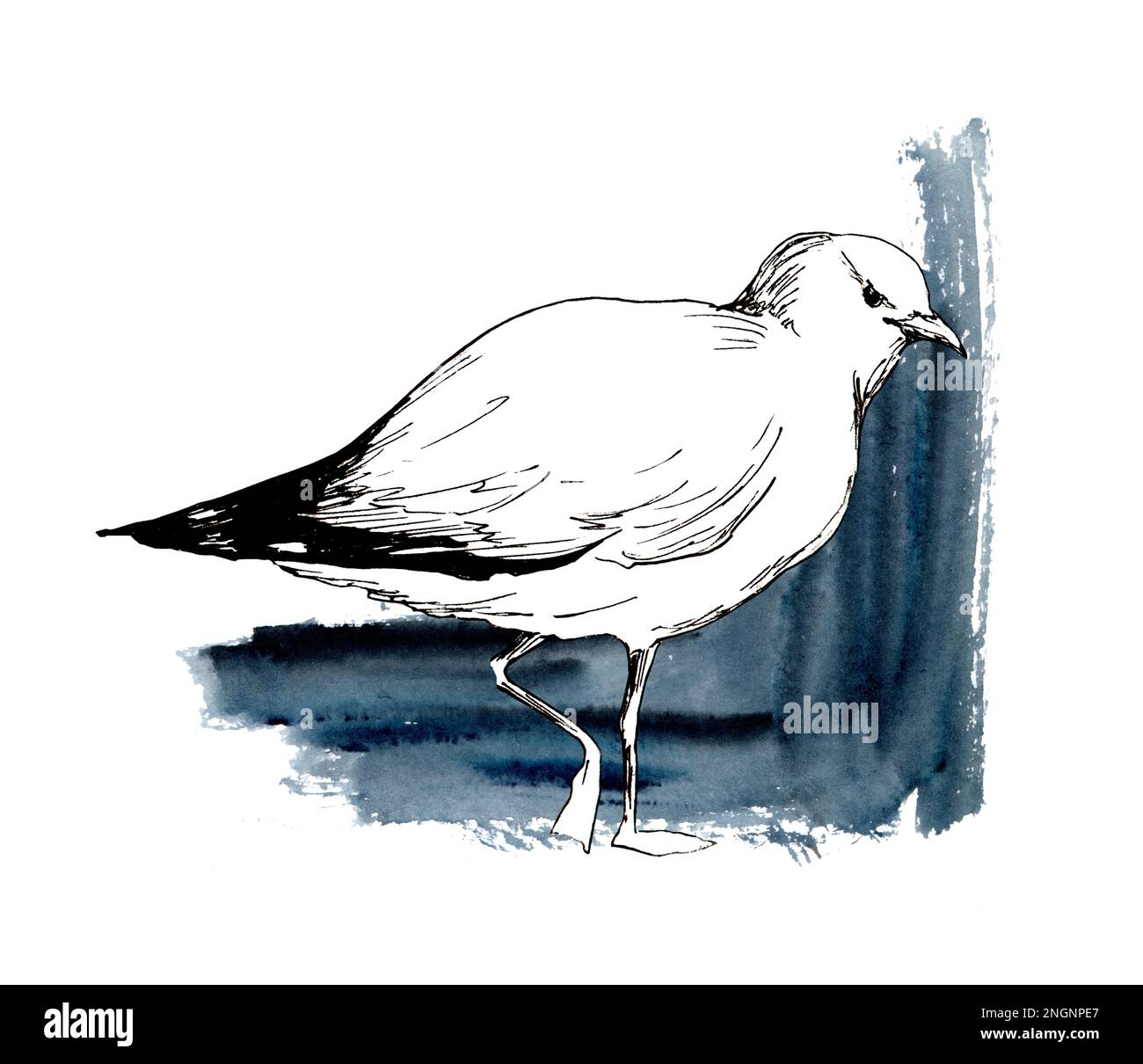 Seagull bird animal sketch, engraving hand illustration on watercolor ...