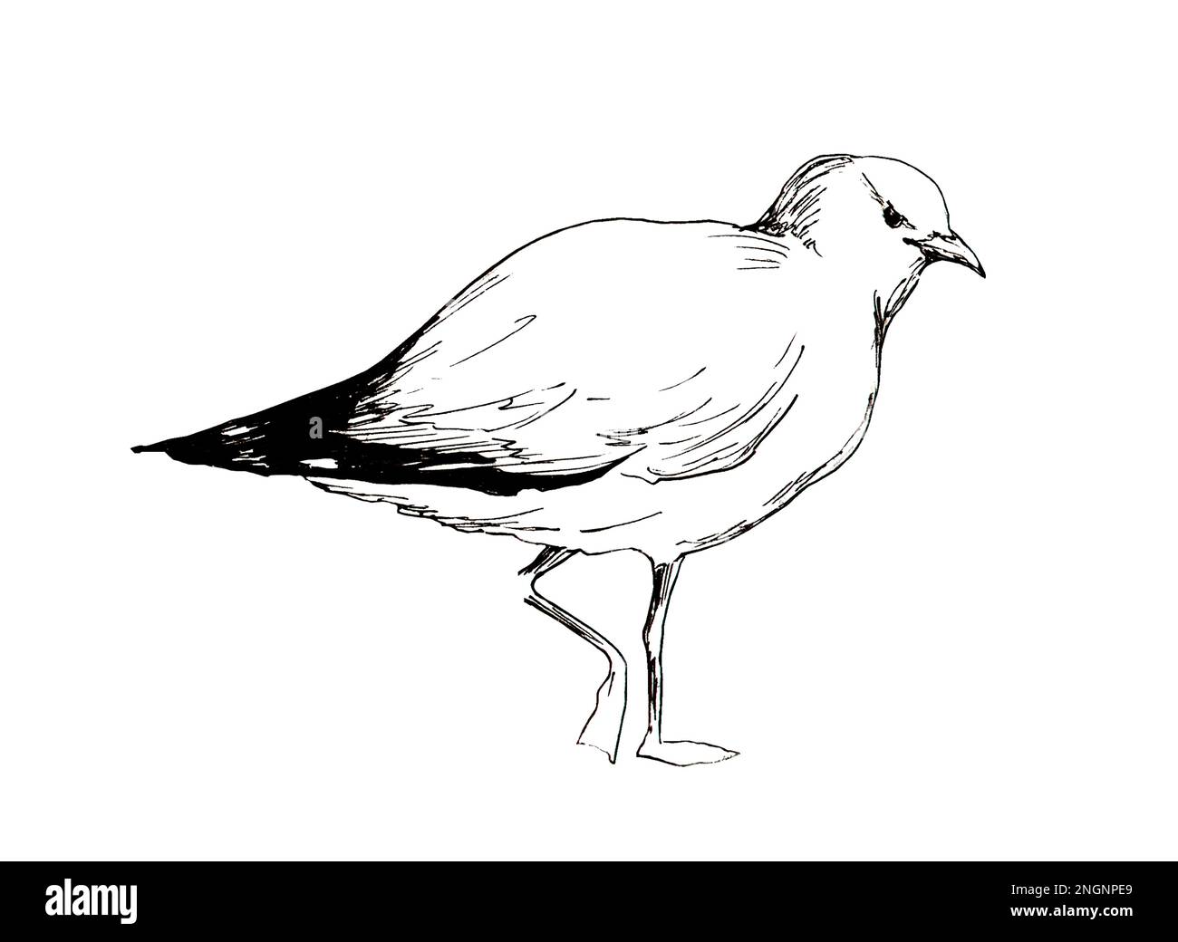 Seagull bird animal sketch, engraving hand illustration. Imitation of ...