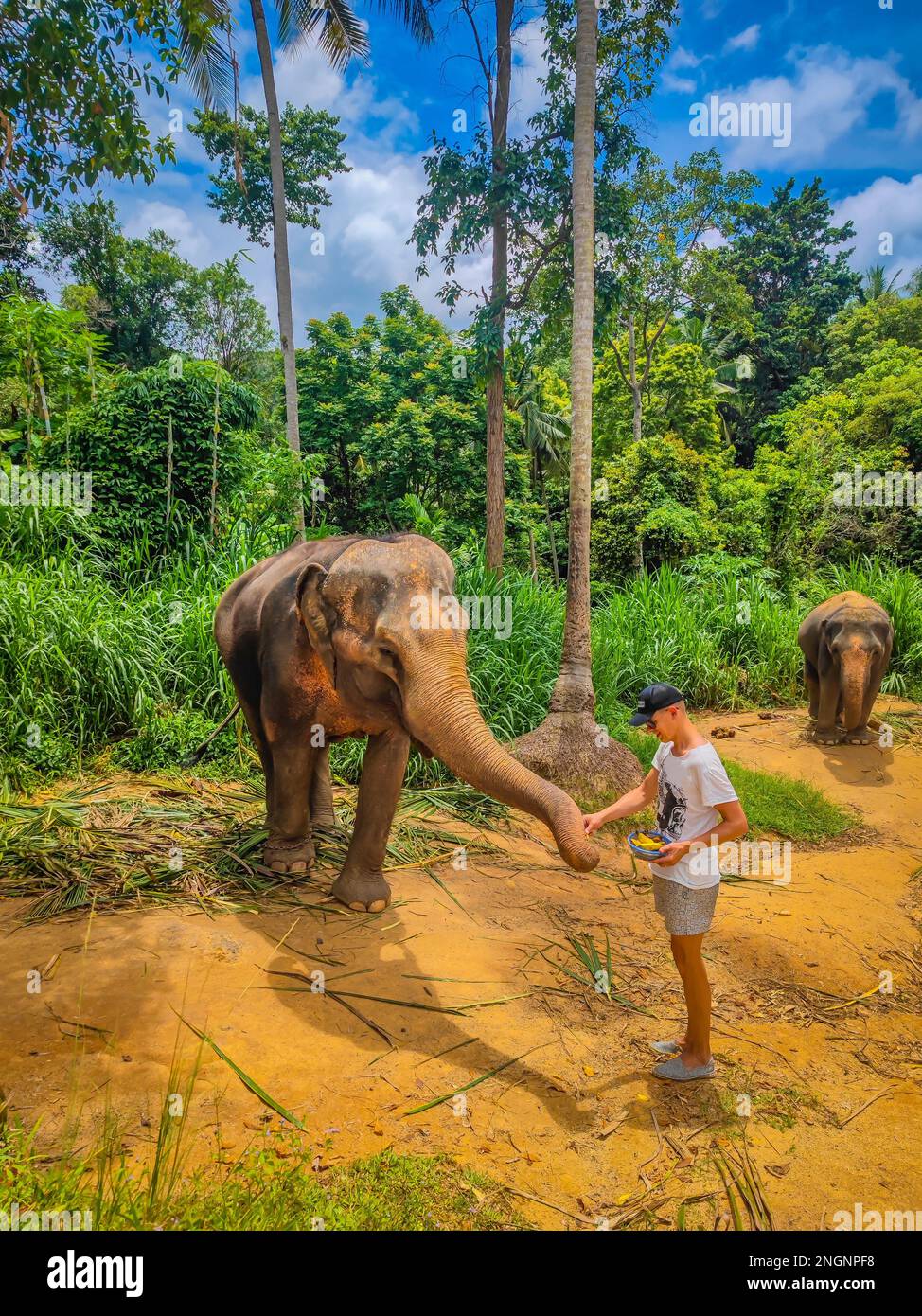 Man feeding adult elephant with banana in tropical green forest at ...