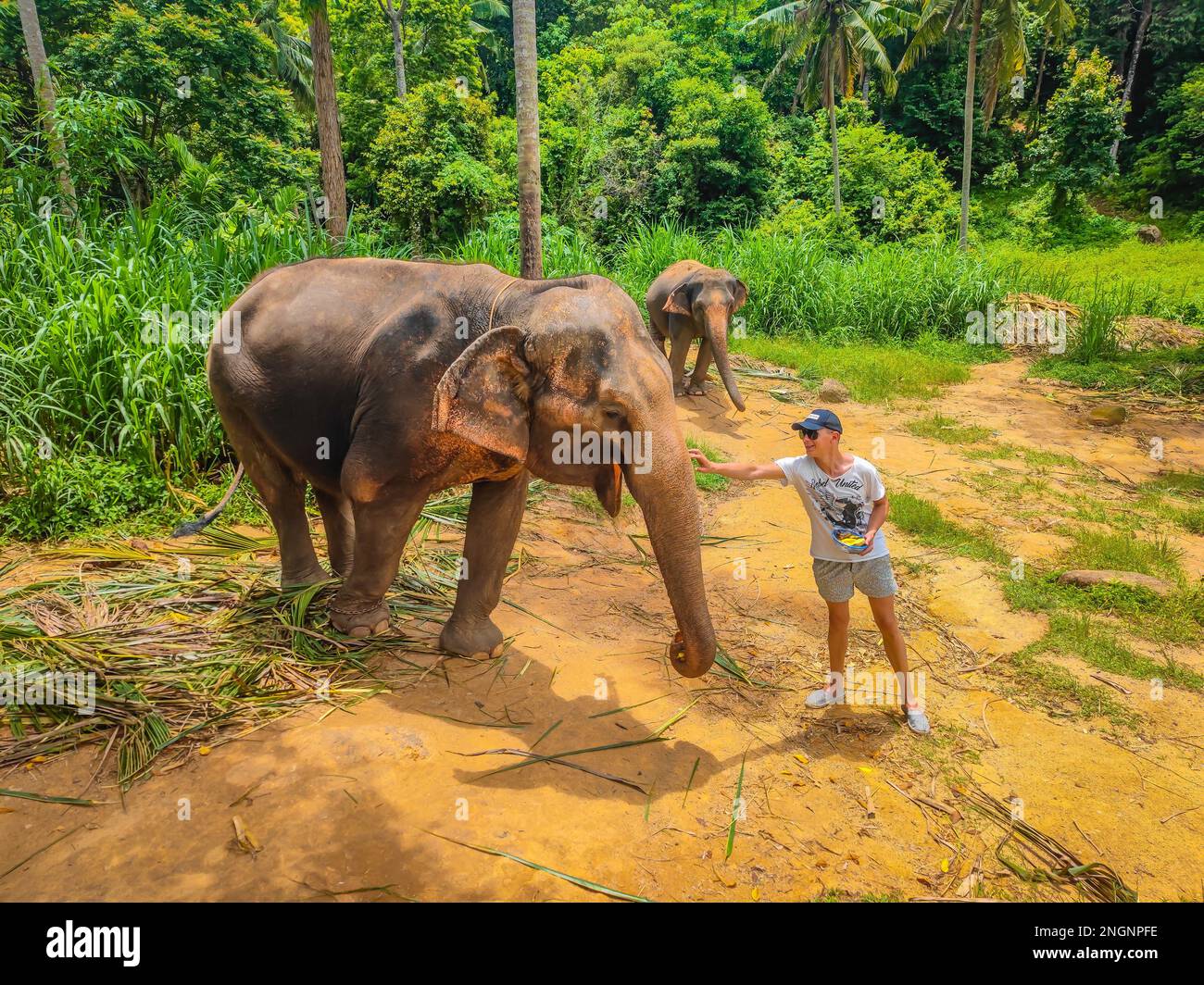 Man feeding adult elephant with banana in tropical green forest at ...