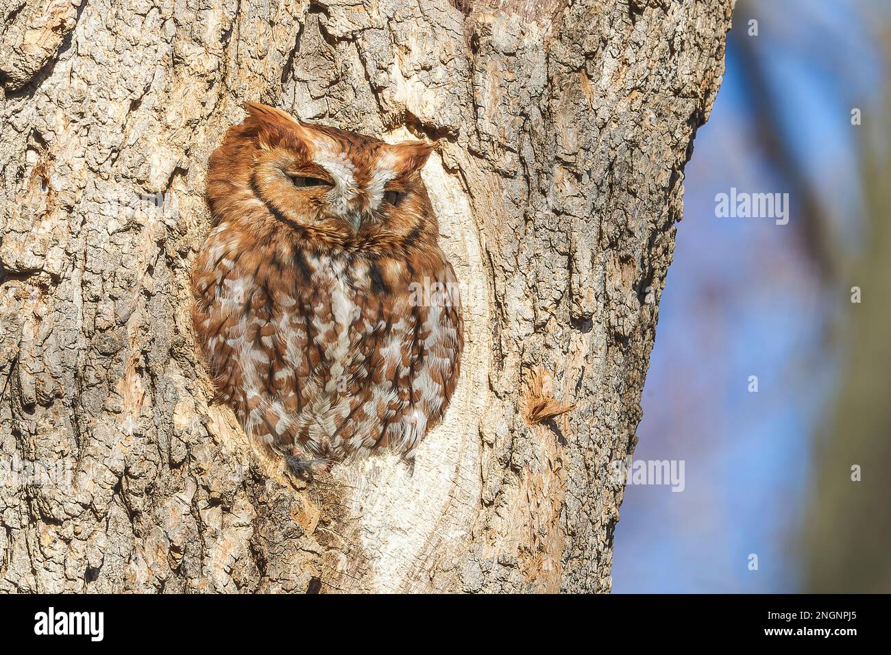 Screech beetles hi-res stock photography and images - Alamy