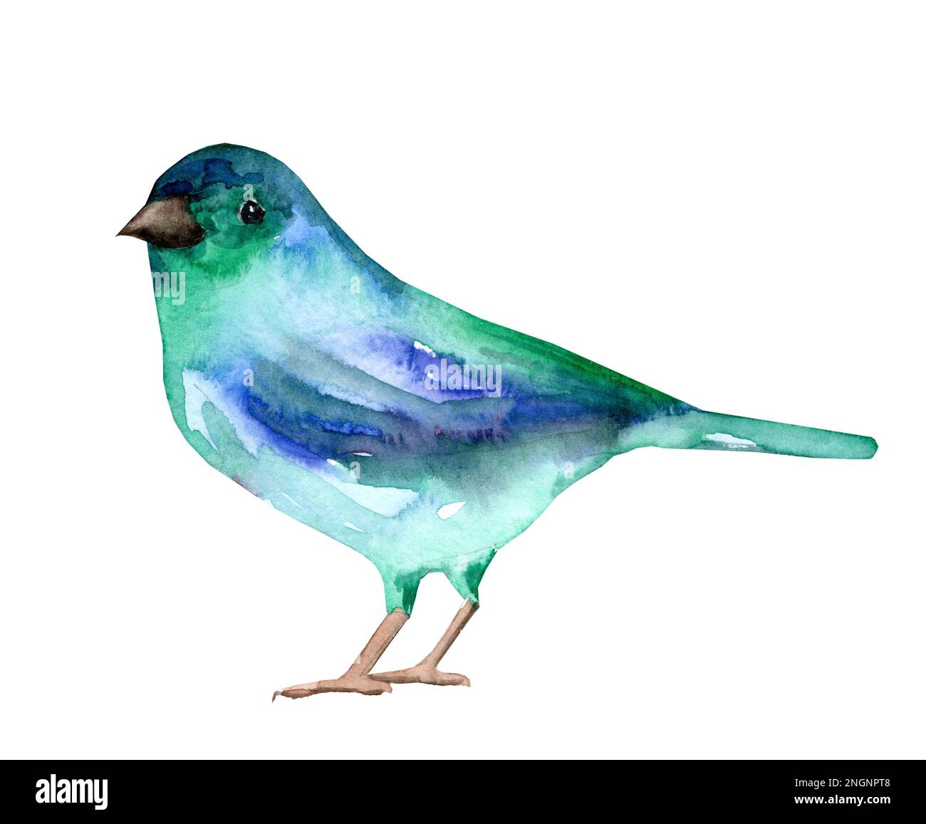 Watercolor illustration of a bright blue-green bird. Hand drawn bird ...