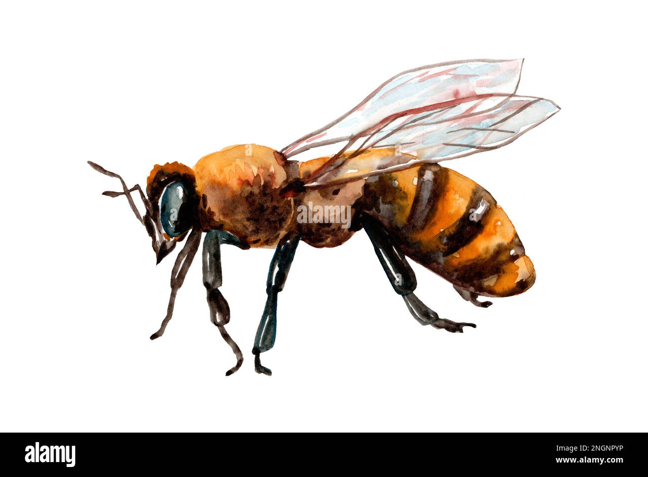 Watercolor illustration of a honey bee on a white background ...