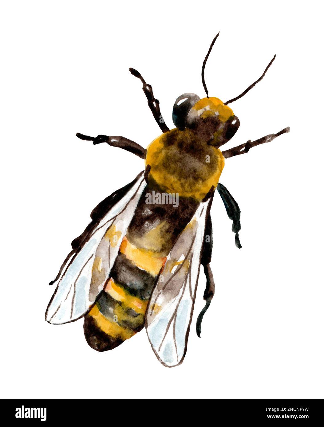 Watercolor illustration of a honey bee on a white background ...