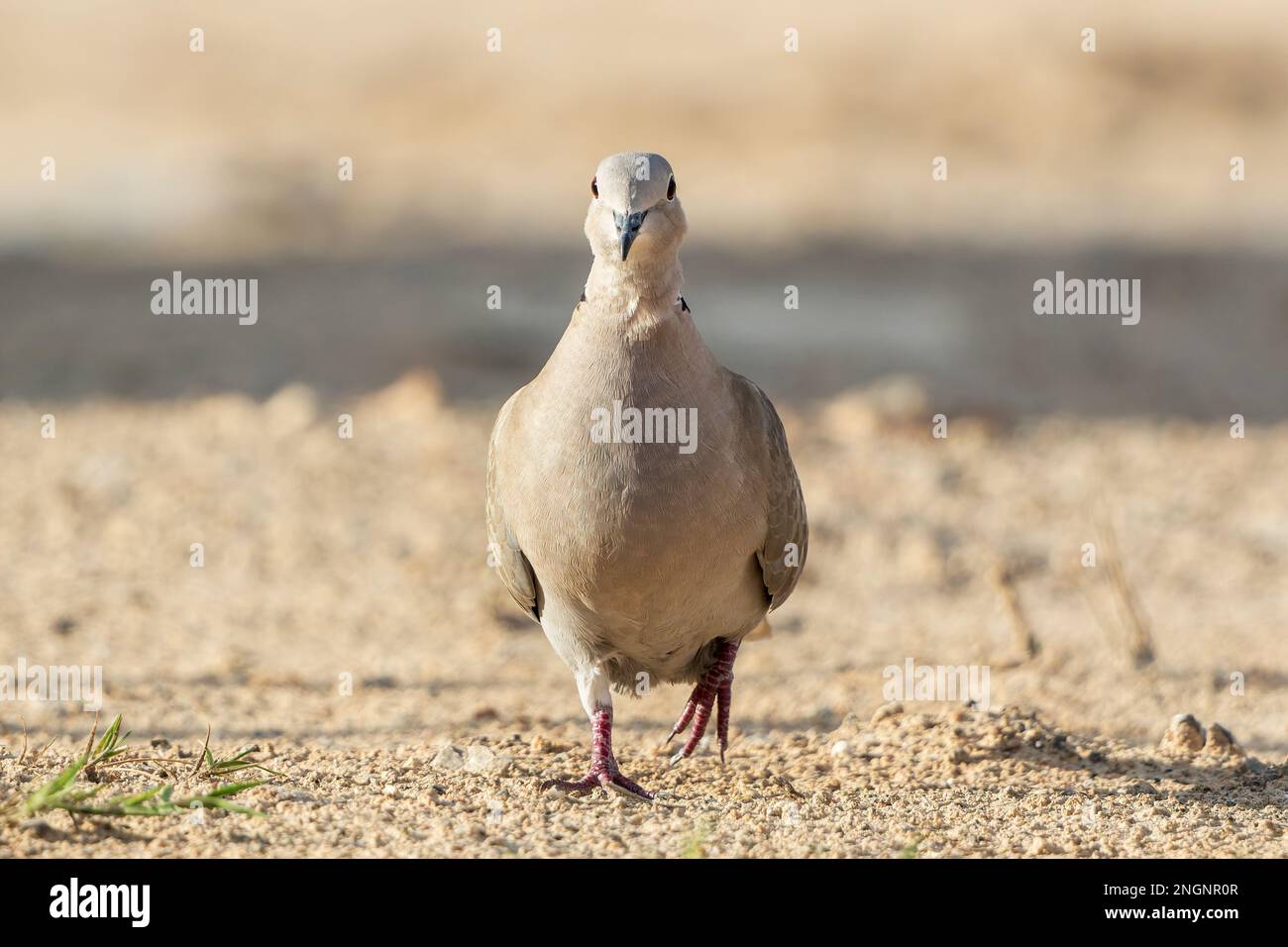Eurasian collared dove, Streptopelia decaocto, single adult standing on ...