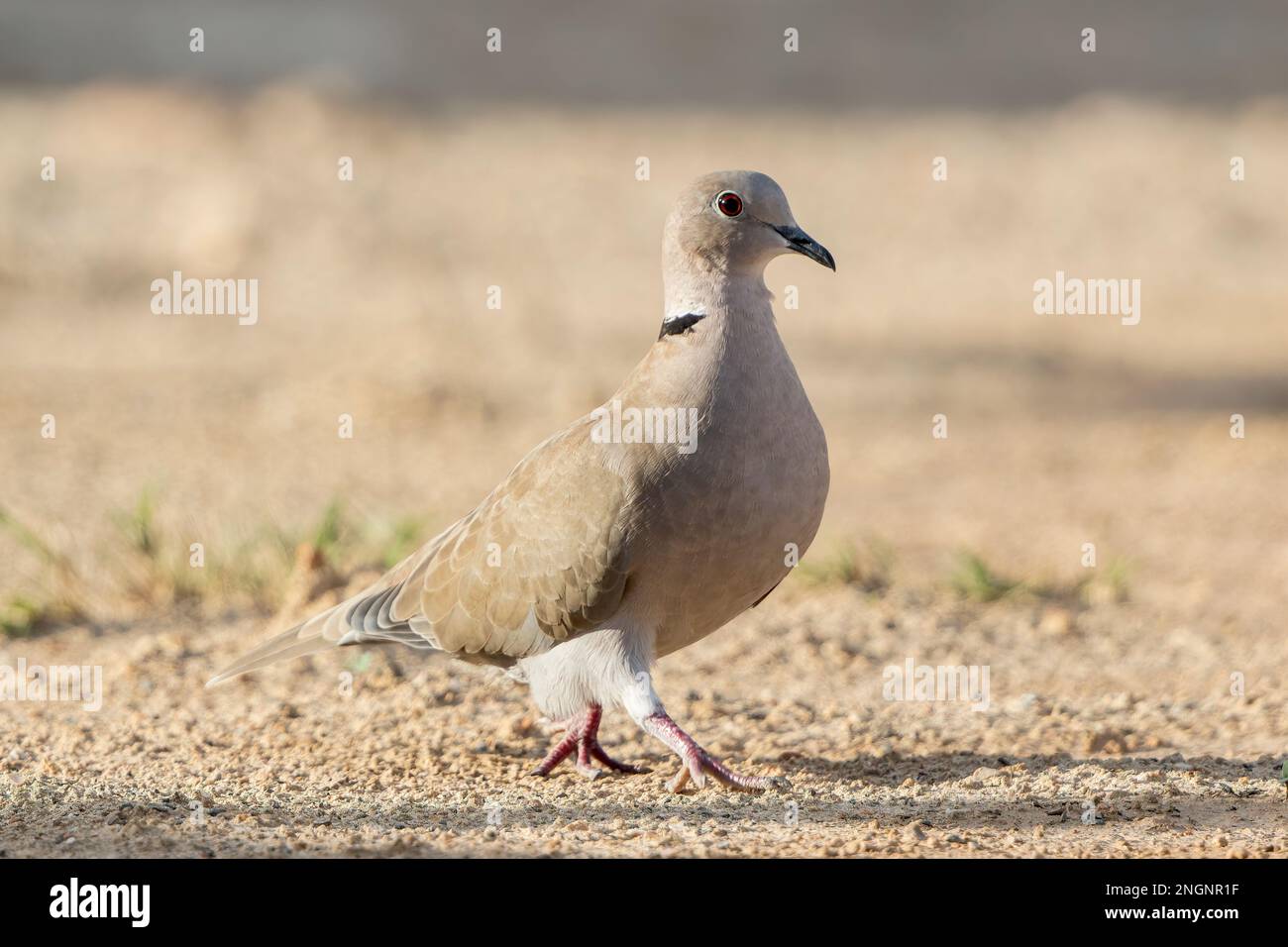 Eurasian collared dove, Streptopelia decaocto, single adult standing on ...