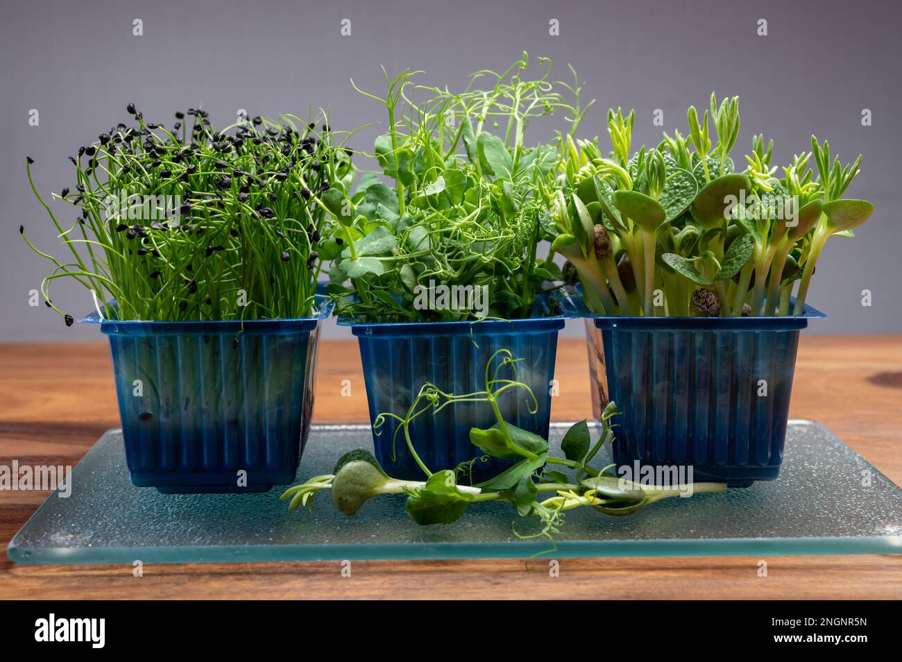 Healthy food, young sprouts plants of green garden affilla cress ...