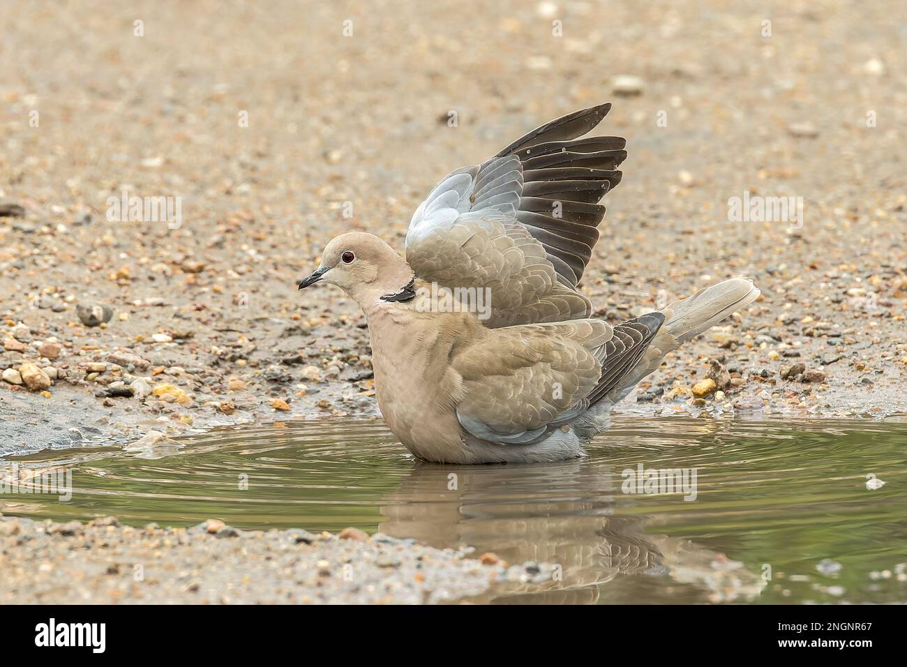 Eurasian collared dove, Streptopelia decaocto, single adult bathing in ...