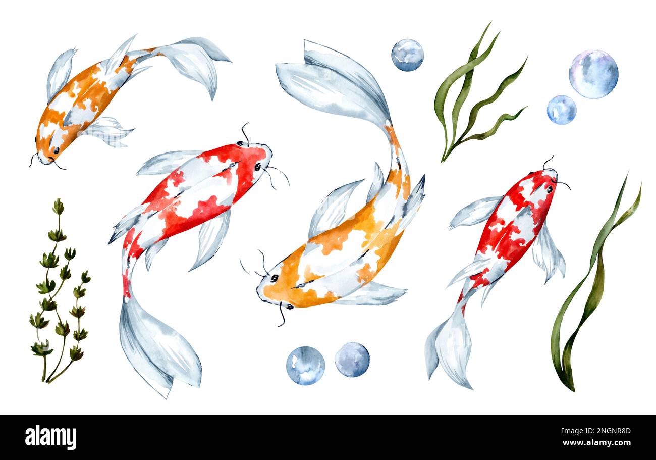 Watercolor illustration with rainbow carps. Set of hand drawn ...
