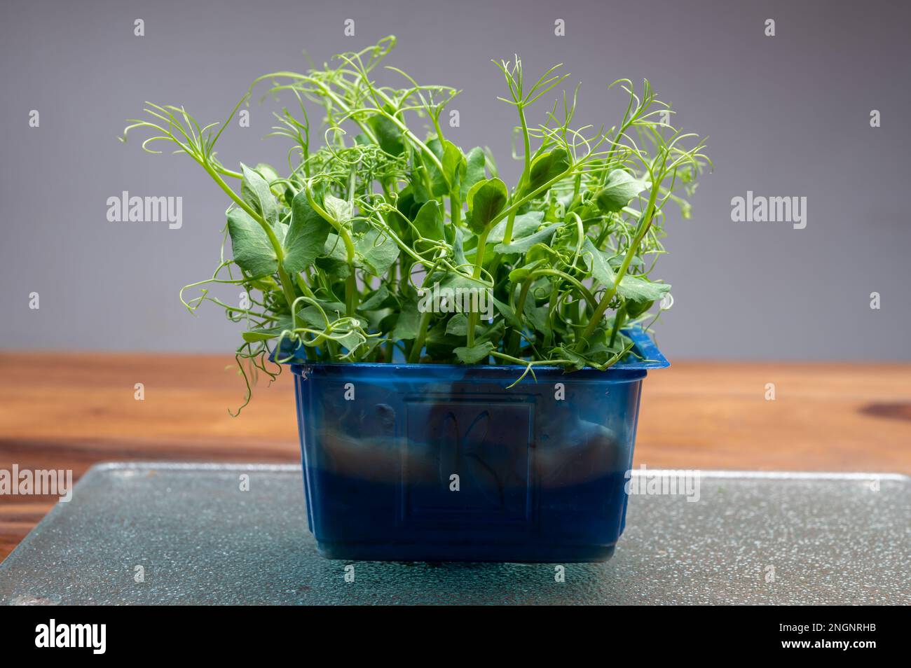 Healthy food, young sprouts plants of green garden affilla cress ready ...