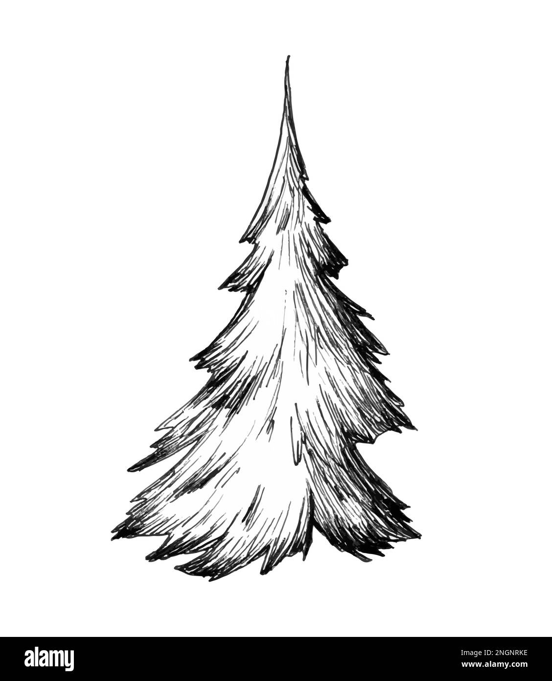 Spruce leaf Black and White Stock Photos & Images - Alamy